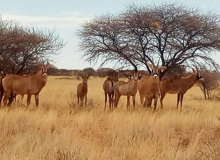 bokke – AFRICA 4 JESUS